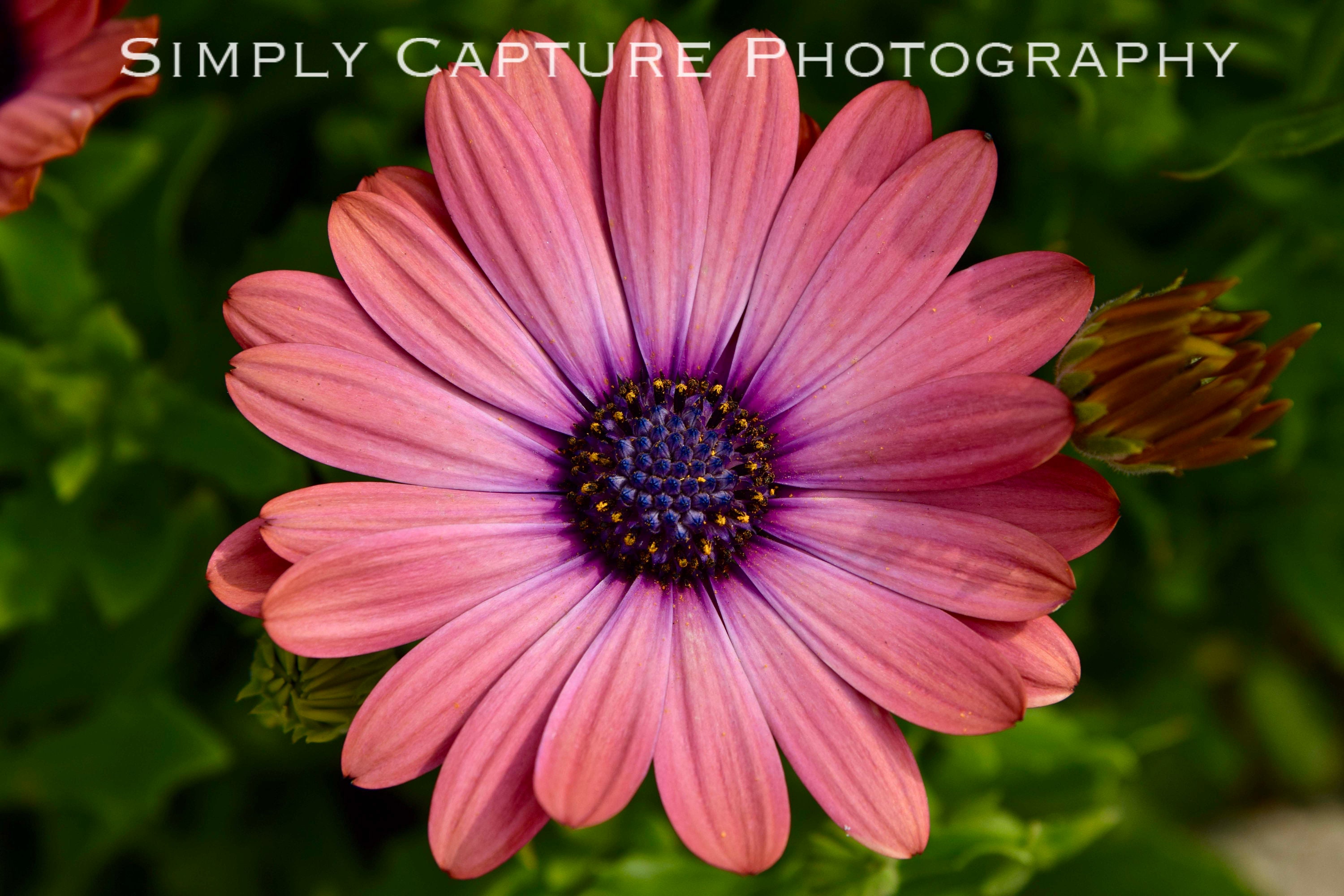 Sunlight African Daisy - Digital Download - Etsy