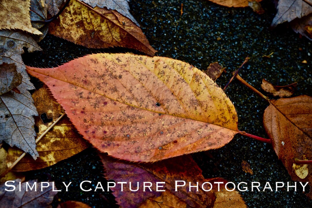Single Fall Leaf - Digital Download - Etsy