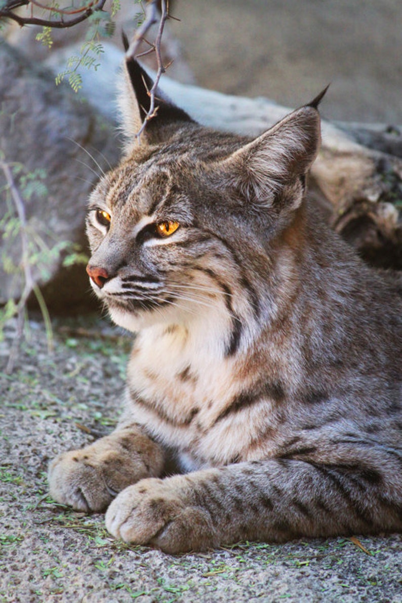 Bobcat Arizona Southwest Photograph Print Desert - Etsy