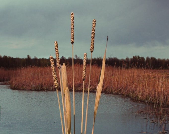 Large Rustic Cattail Bulrush Sculpture: Metal Bulrush | Handcrafted ...