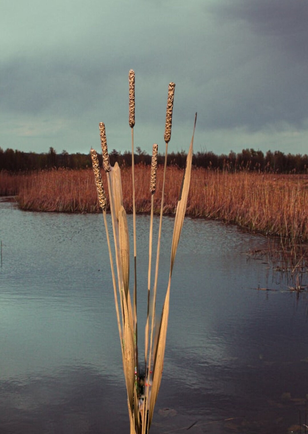 Cattails, 5 Flower, 3 Leaves Set - Etsy