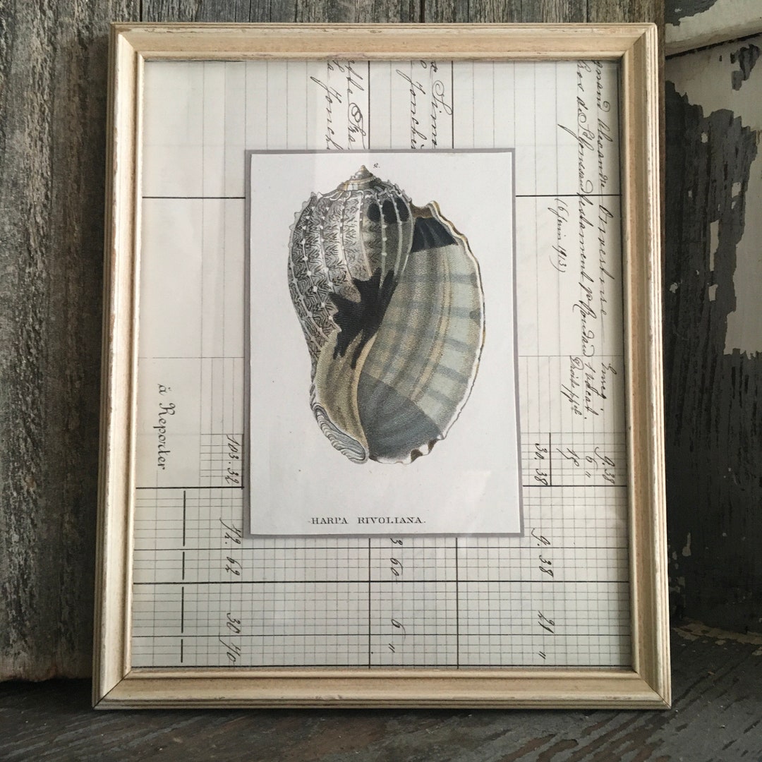 Antique Shell Engraving, 19th Century Print, Nautilus, Natural History ...