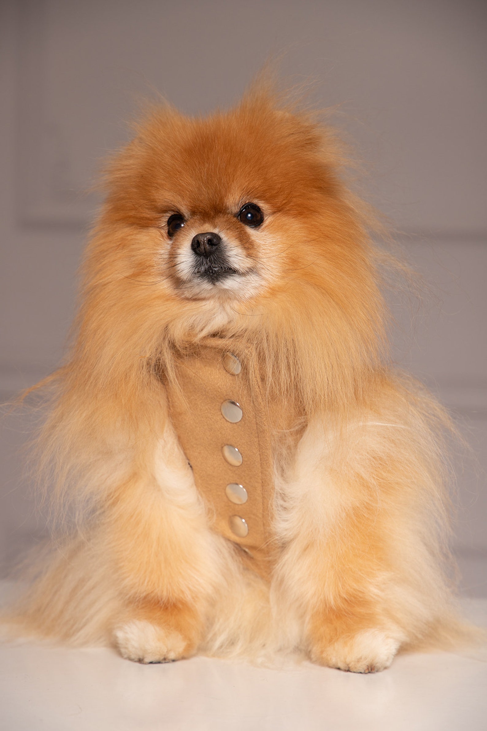 Flared Hooded Wool Coat for Dog - Pet Clothing, Dog Overcoat, Chihuahua ...