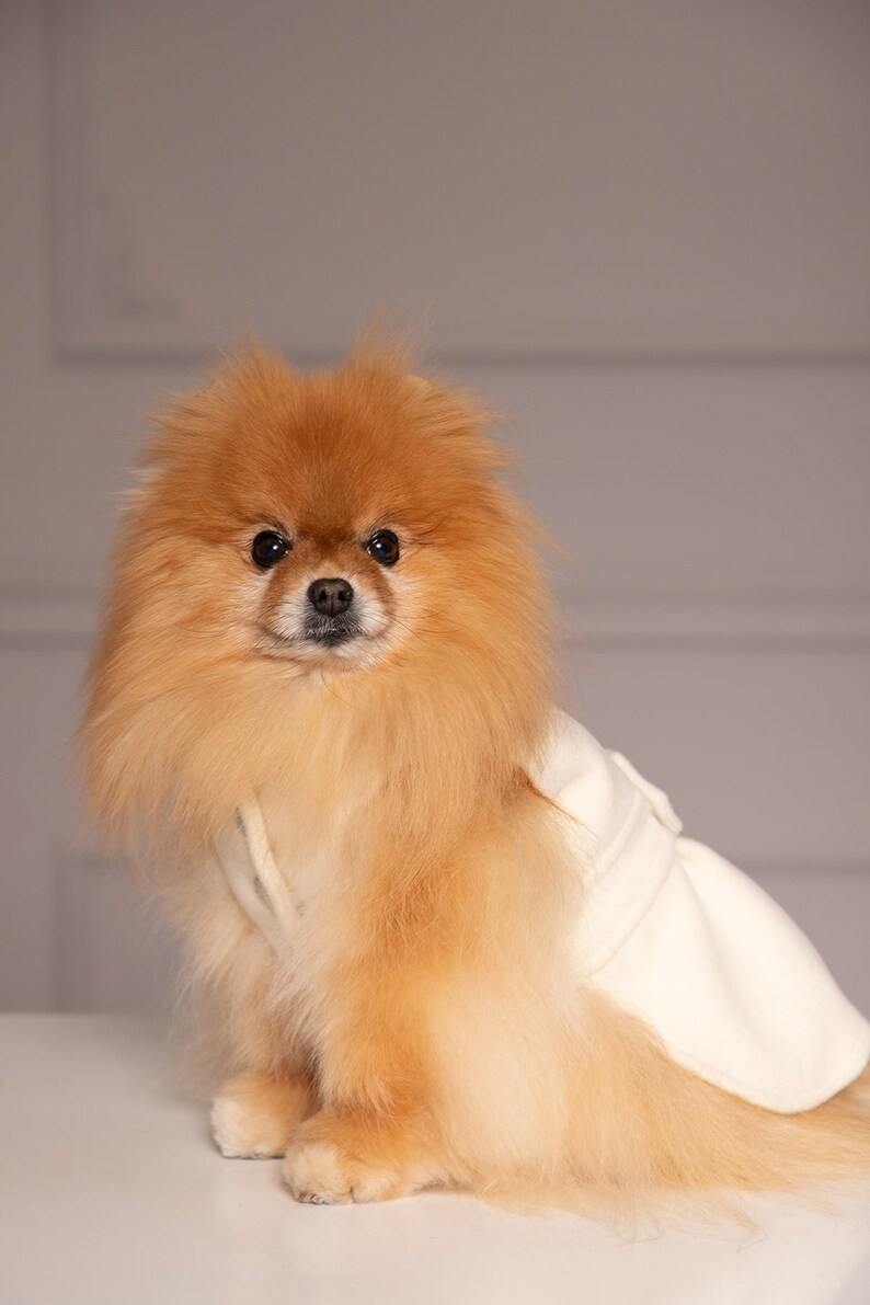 Flared Hooded Wool Coat for Dog - Pet Clothing, Dog Overcoat, Chihuahua ...
