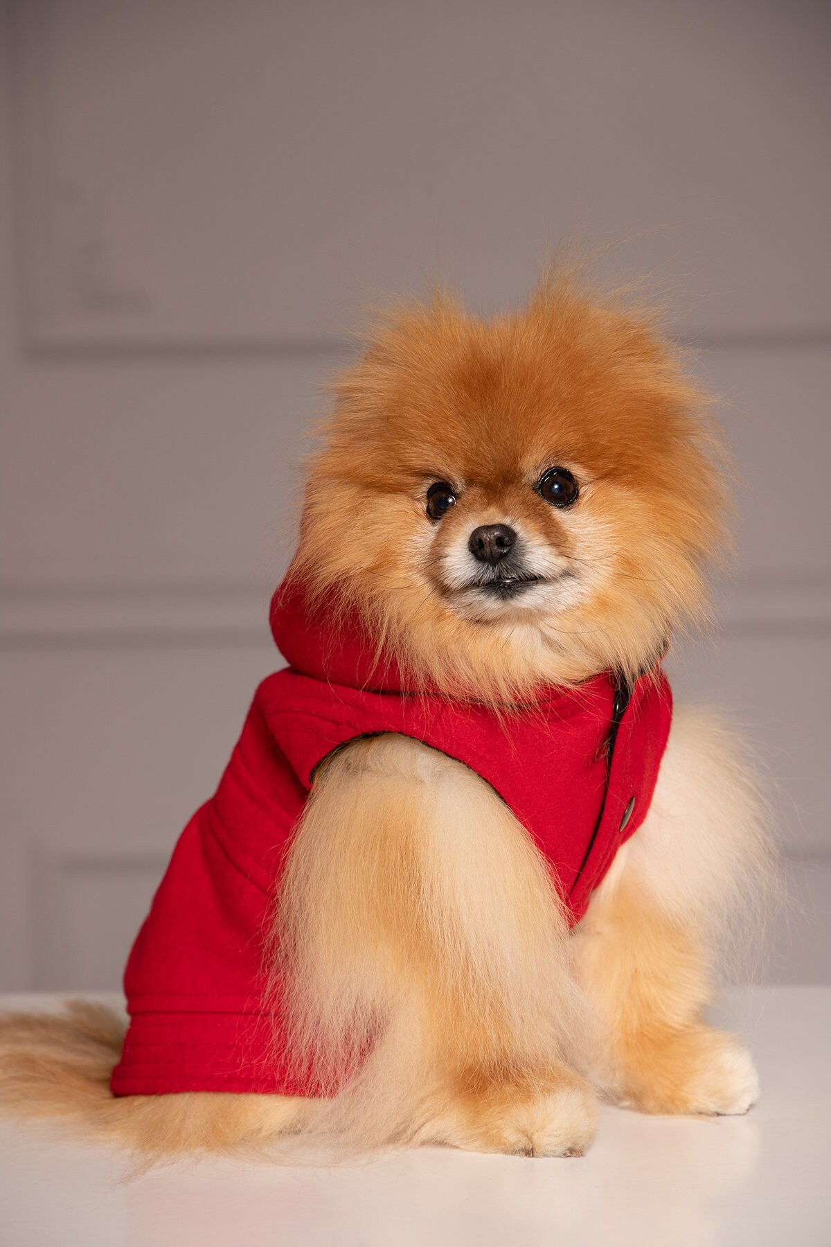 Flared Hooded Wool Coat for Dog - Pet Clothing, Dog Overcoat, Chihuahua ...