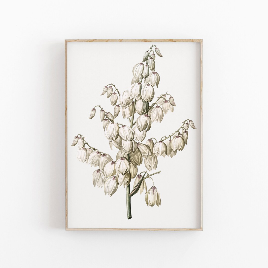 Yucca Plant Drawing Vintage Art Sketch Line Art Vintage - Etsy