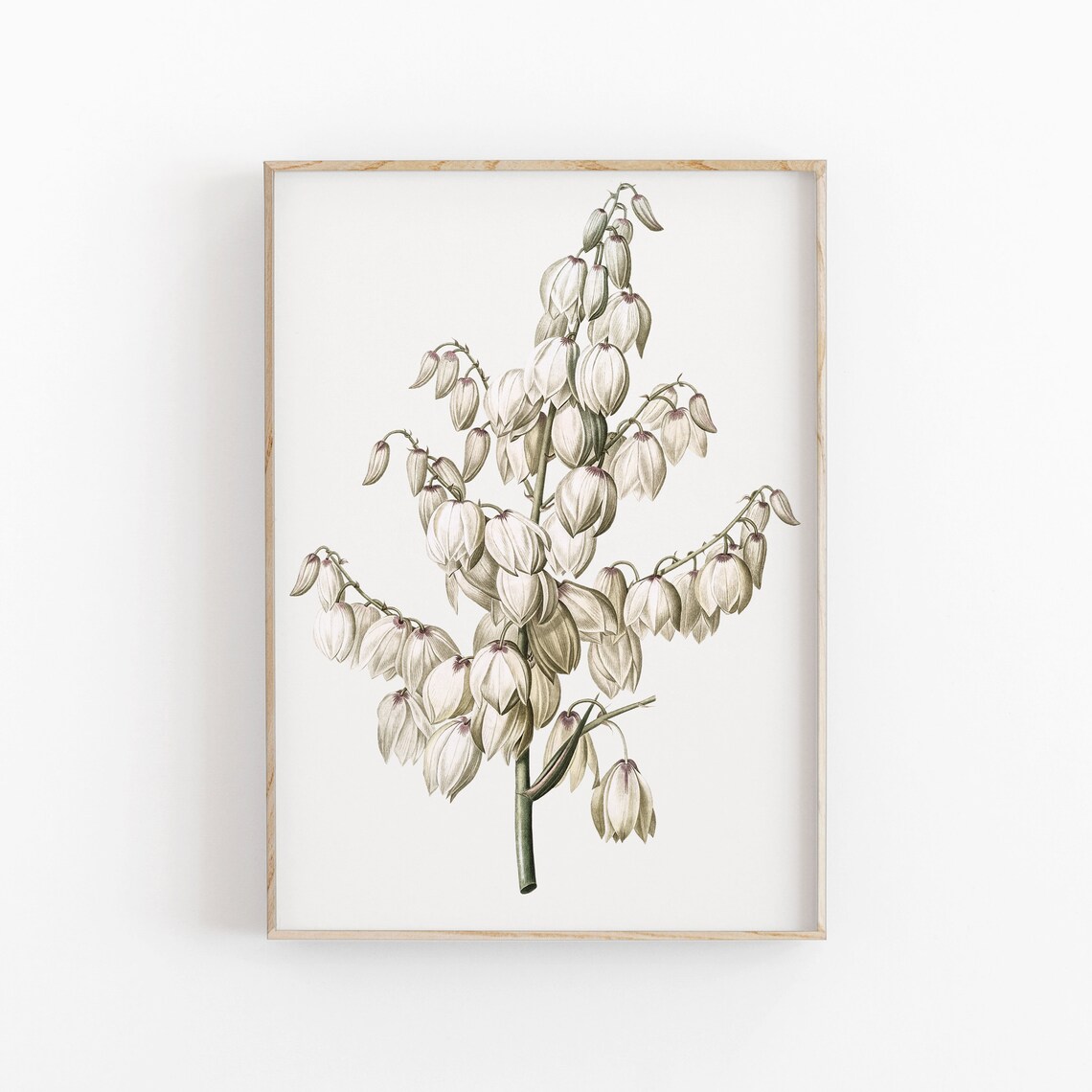 Yucca Plant Drawing Vintage Art Sketch Line Art Vintage - Etsy