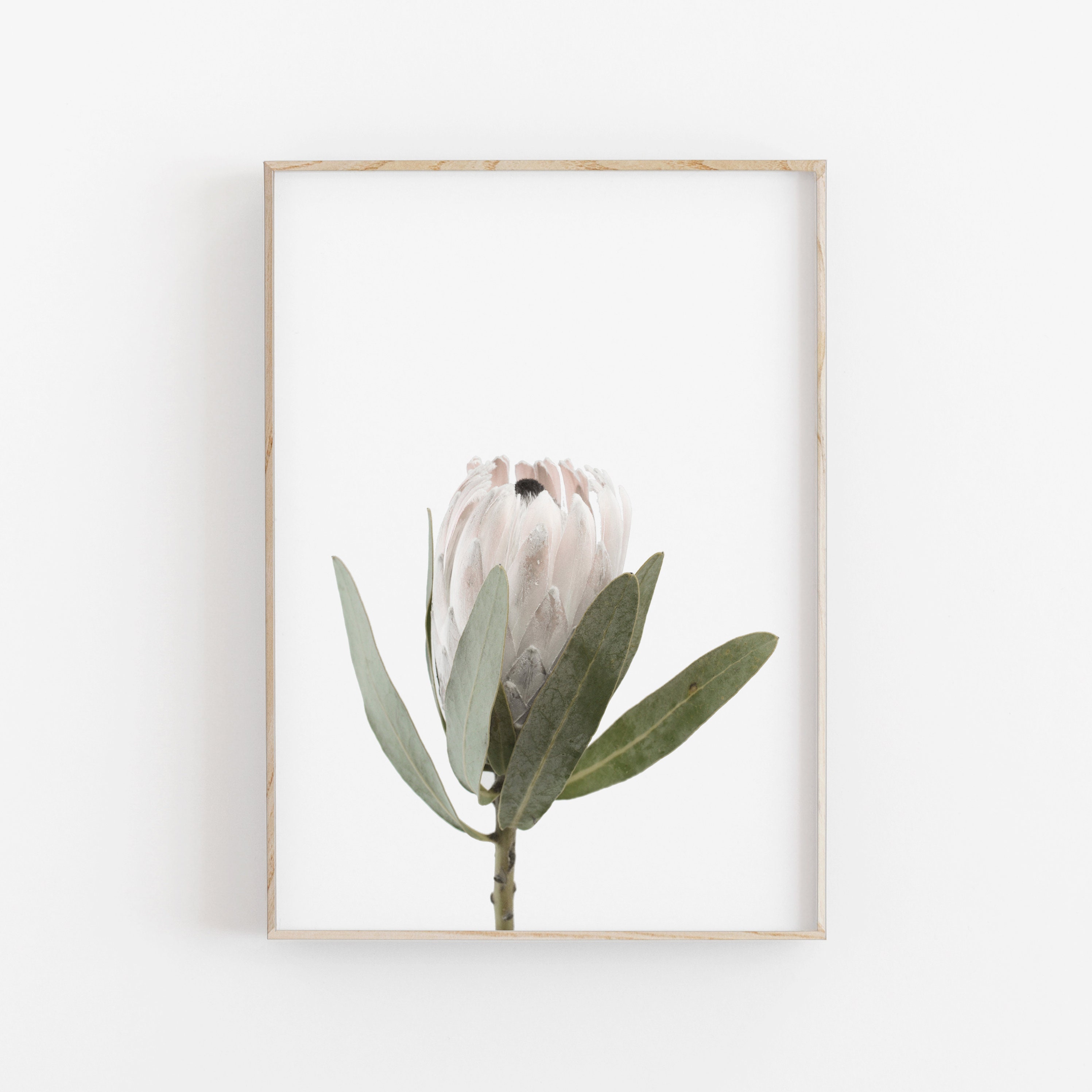 Protea Print Set of 3 Botanical Print Printable Art INSTANT | Etsy