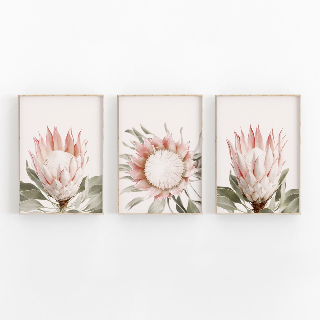 Protea Print Set of 3 Flower Print Printable Art INSTANT - Etsy