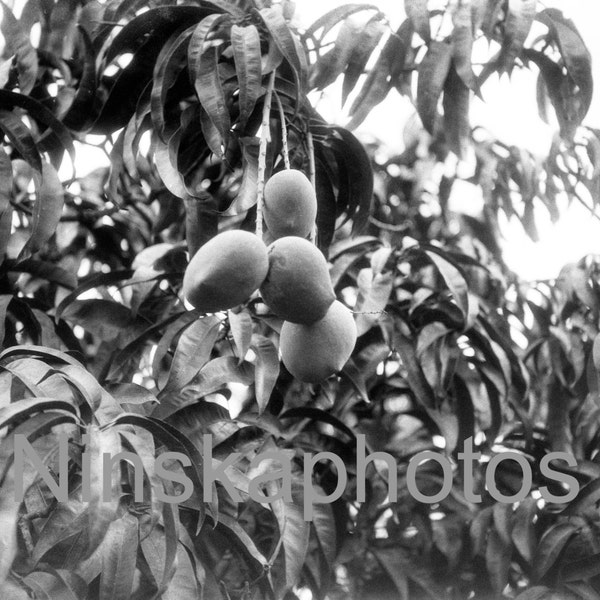 1920s Nature Print - Etsy