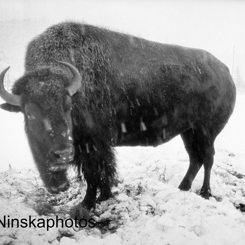 Antique Black White Bison In - Etsy