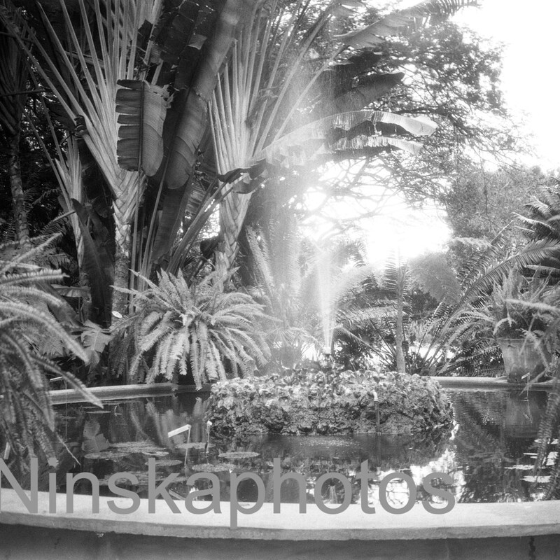 1920s Nature Print - Etsy