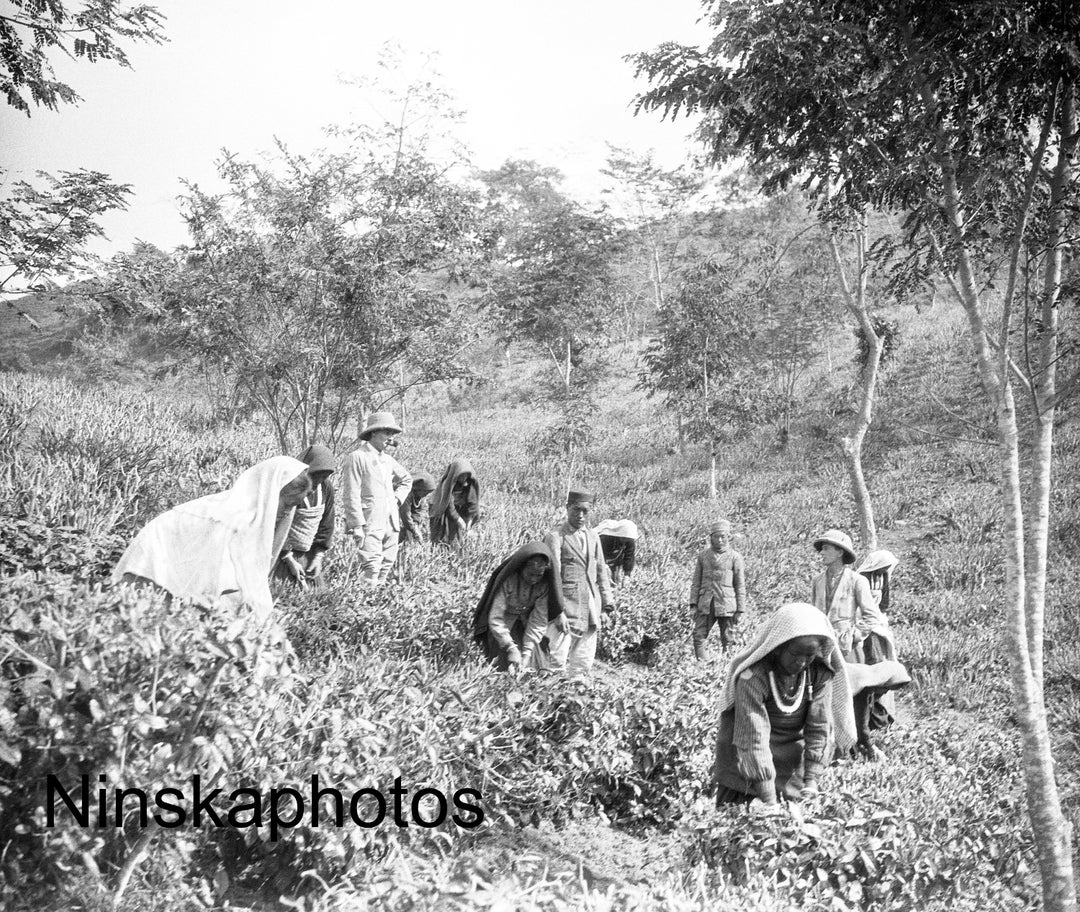 Darjeeling Tea Factory - Women Pruning Tea Plants - Nagri - India ...