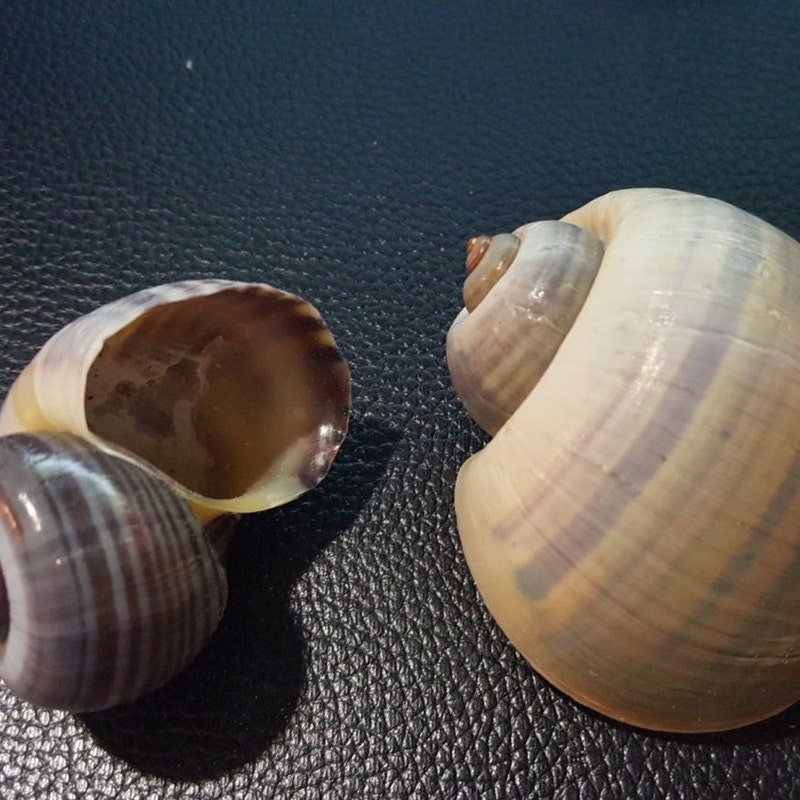 Apple Snail Shell - Etsy