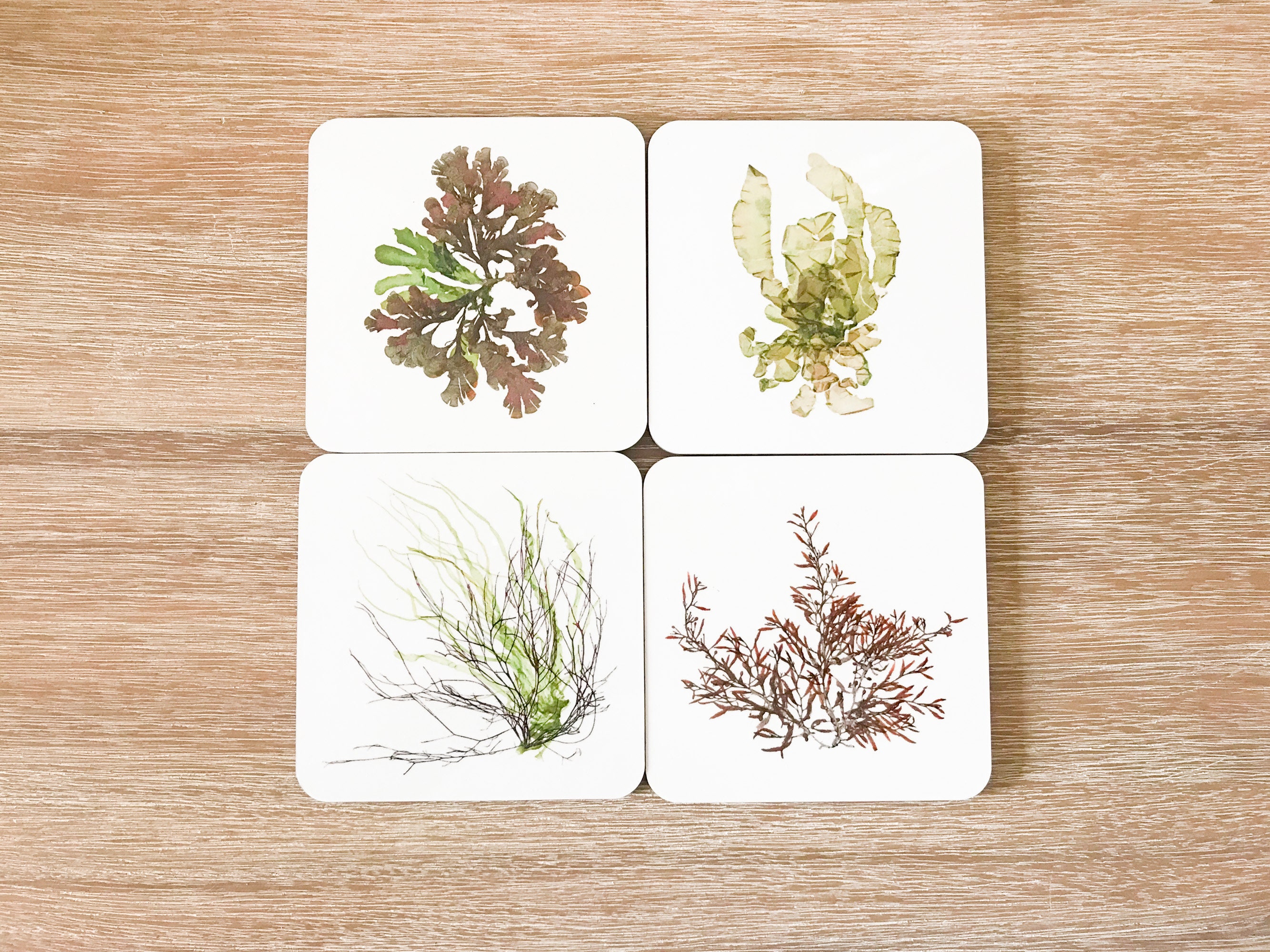 Set of 4 Square Cork-backed Coasters With Botanical Print - Coastal ...