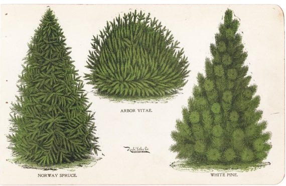 Norway Spruce & White Pine C. 1880 | Etsy