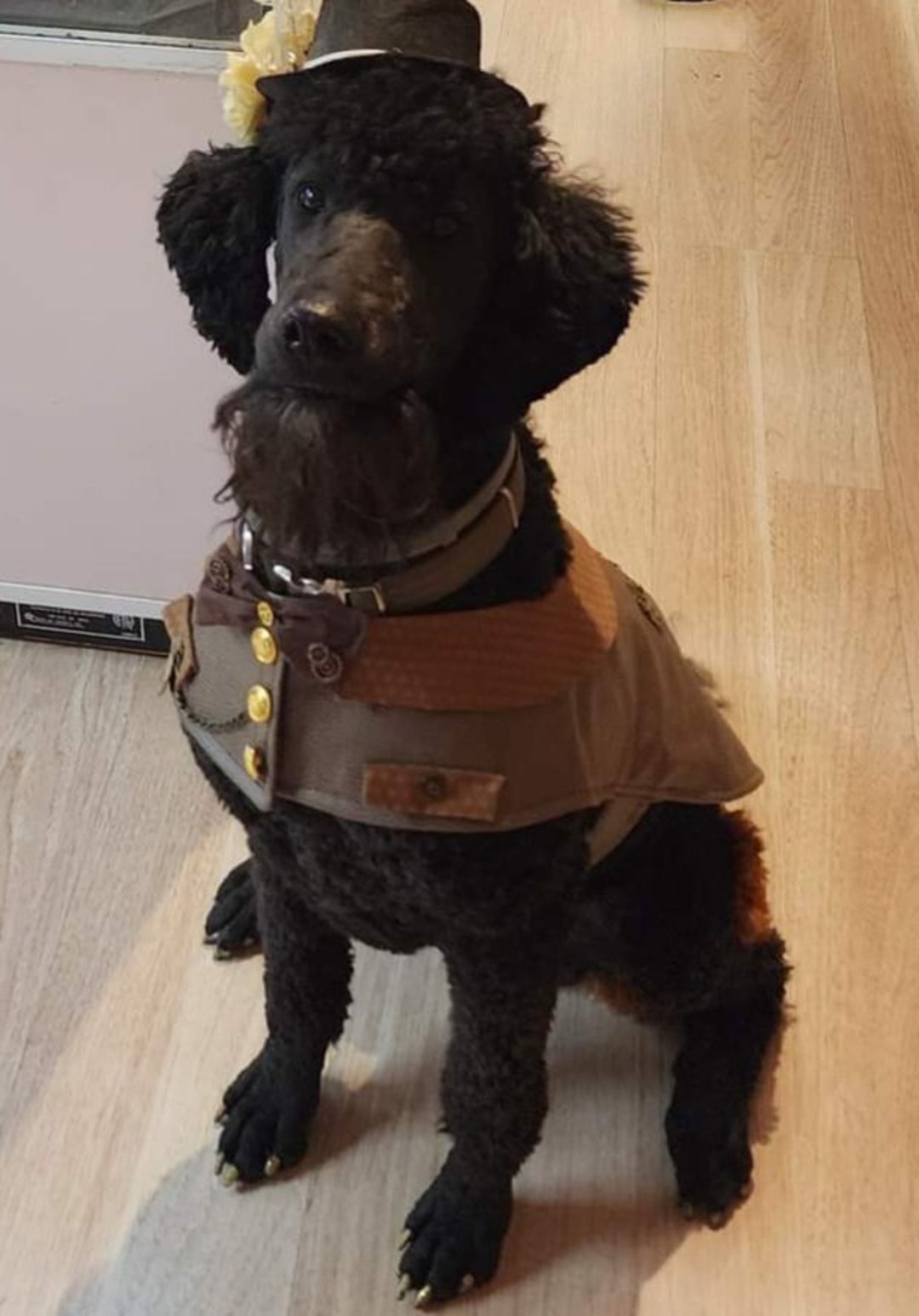 Boy Steam Punk Dog Coat - Etsy