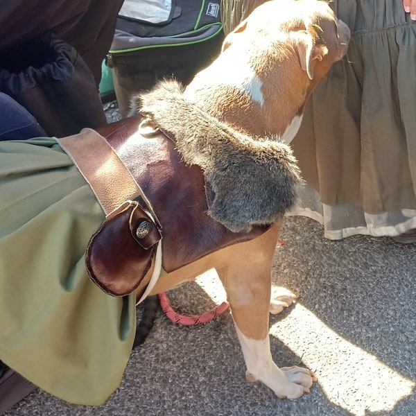 Renaissance Fair Dog Costume - Etsy