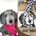 Custom Pet Door Hanger -door Decor Welcome Sign- Gift for Pet Owner - Etsy
