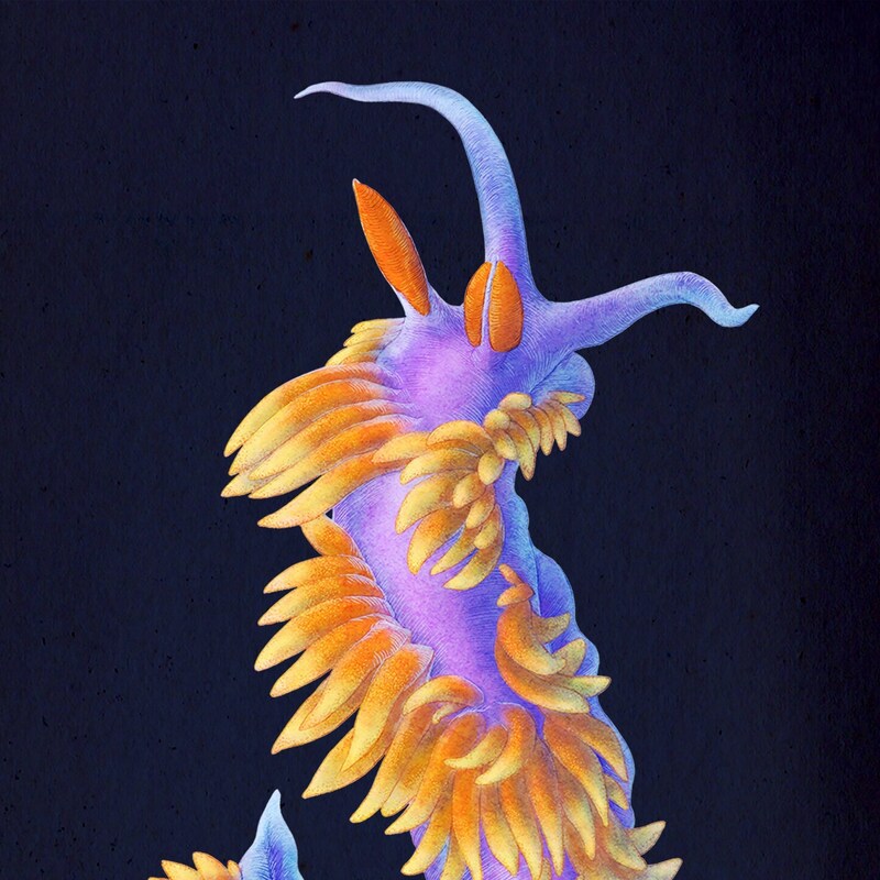 Spanish Shawl - Etsy