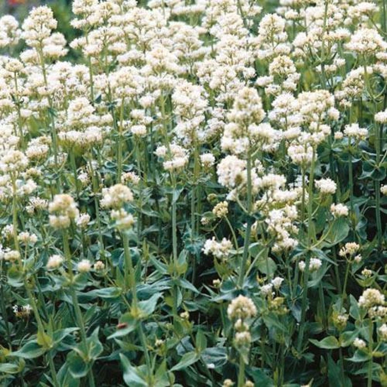 White Jupiter's Beard Flower Seeds/centranthus Ruber Albus/perennial 40 ...