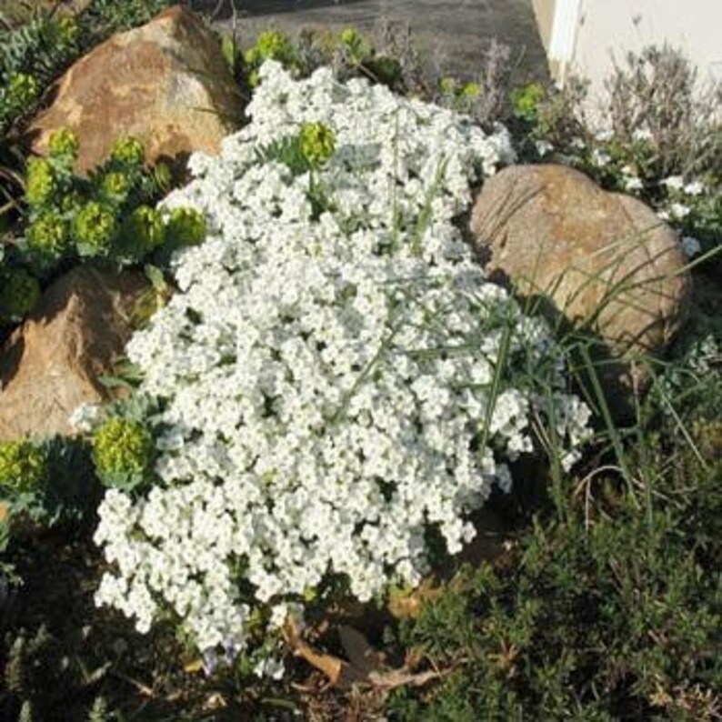 Arabis White Wall Rock Cress/alpina Snow Peak/perennial 50+ - Etsy