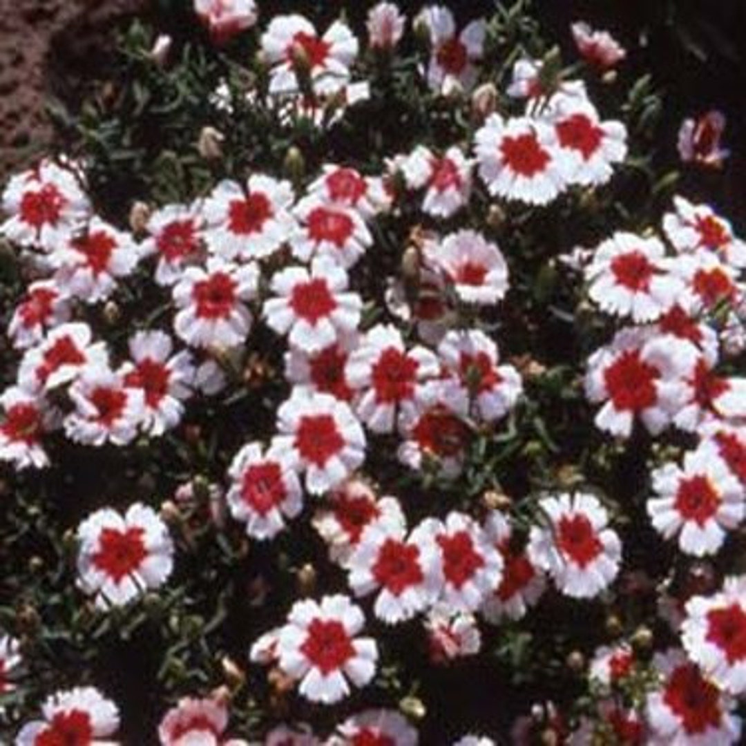 Chinese Pink Merry-go-round Flower Seeds/dianthus Chinensis/annual 40 ...