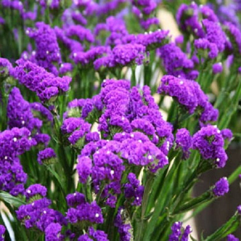 Purple Attraction Statice Flower Seeds/limonium/annual 50 - Etsy