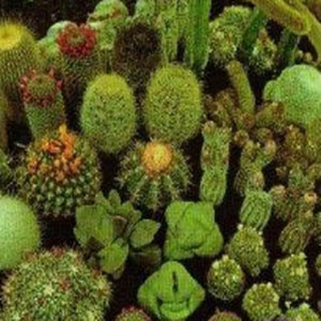 Cactus Seed Mix Plant Seeds/cacti/perennial 35+ - Etsy