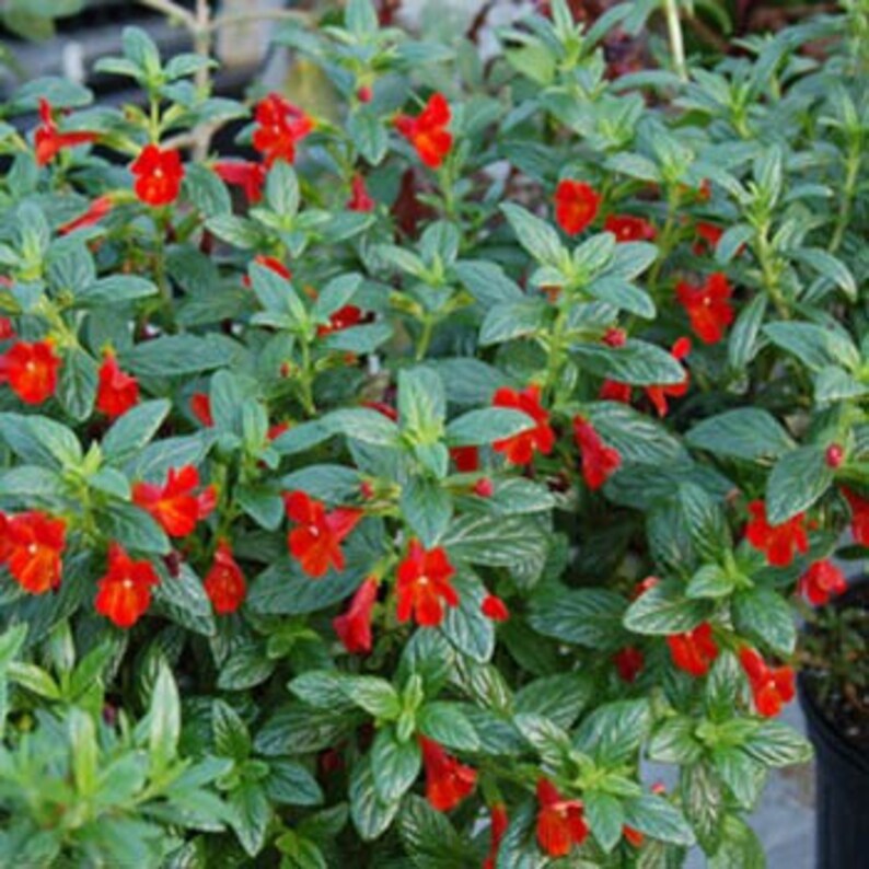 Twinkle Red Mimulus Flower Seeds/Monkey Flower/Annual 50 | Etsy