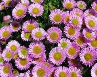 ALPINE ASTER Mixed COLOURS 150 Seeds Aster Alpinus Rockery Flower - Etsy