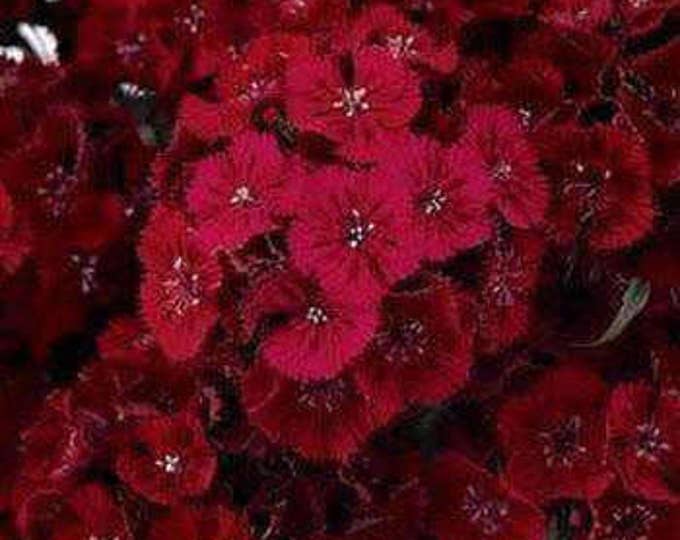 Crimson Red Sweet William Flower Seeds/dianthus Barbatus - Etsy