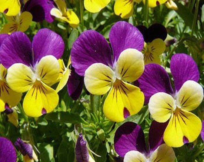 Johnny Jump-up Flower Seeds/viola Tricolor/perennial 35+ - Etsy
