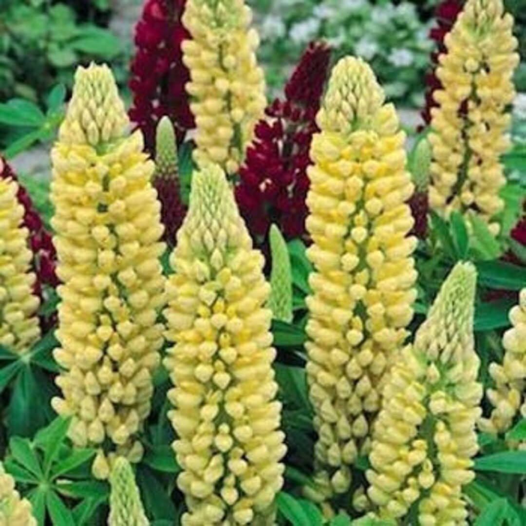Yellow Texas Bluebonnet Flower Seeds/lupinus Polyphyllus Chandelier ...