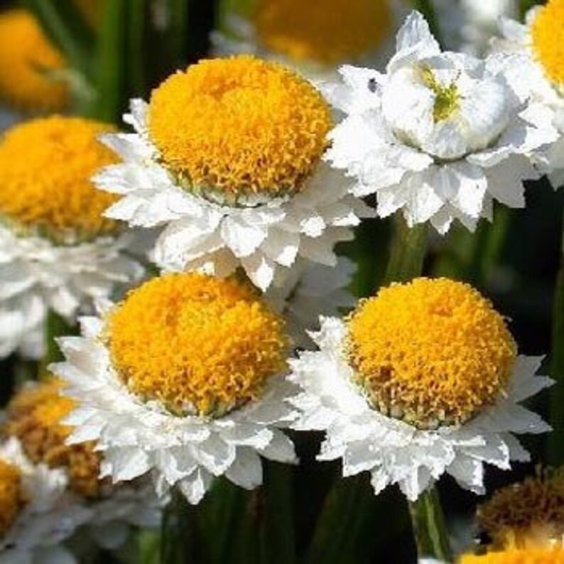 Ammobium Alatum Grandiflorum Flower Seeds/Perennial 100 | Etsy