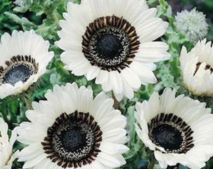 White Monarch of the Veldt Flower Seeds/venidium Fastuosum/annual 75 ...