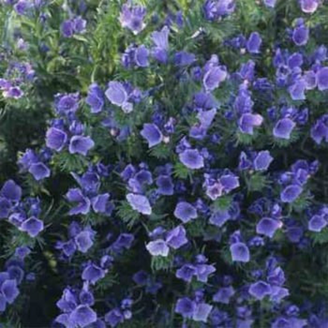 Echium Blue Bedder Flower Seeds/plantagineum/biennial 50+ - Etsy