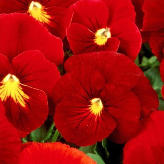 Floral & Garden Crafts Other Greenery Swiss Giant Crystals Scarlet ...