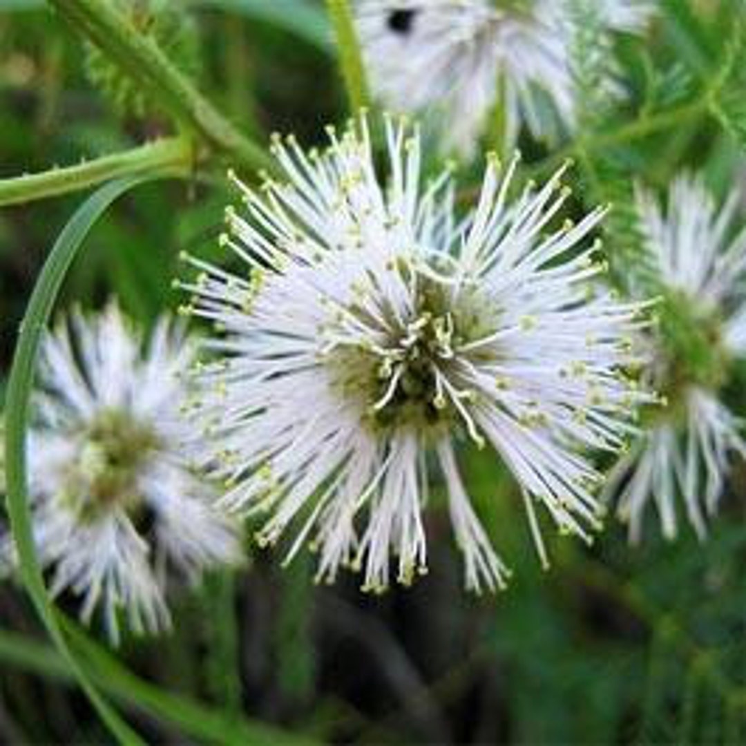 Illinois Bundleflower Flower Seeds/desmanthus Illinoensis/perennial 35 ...