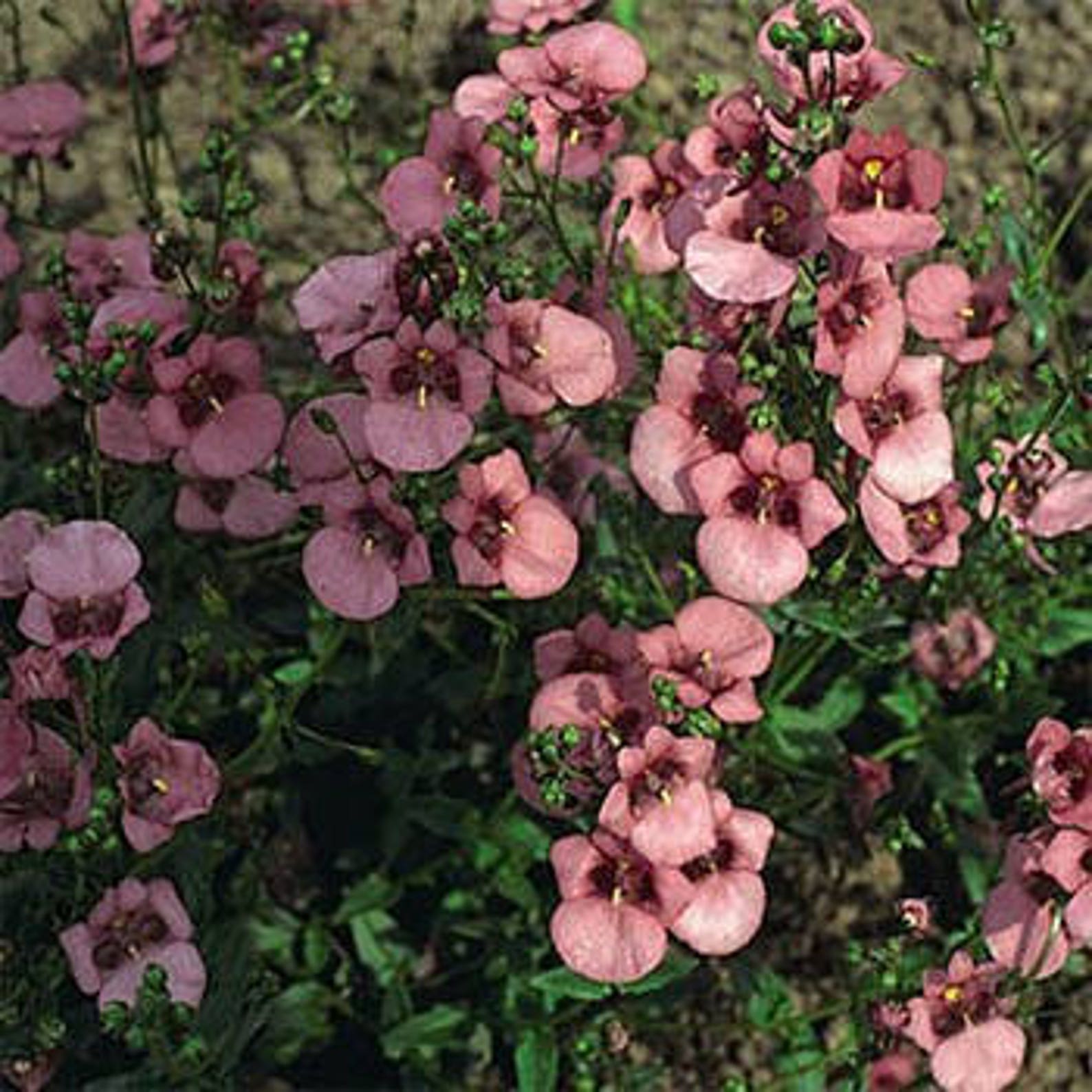 Rose Pink Queen Diascia Flower Seeds/barberae/annual 50 - Etsy