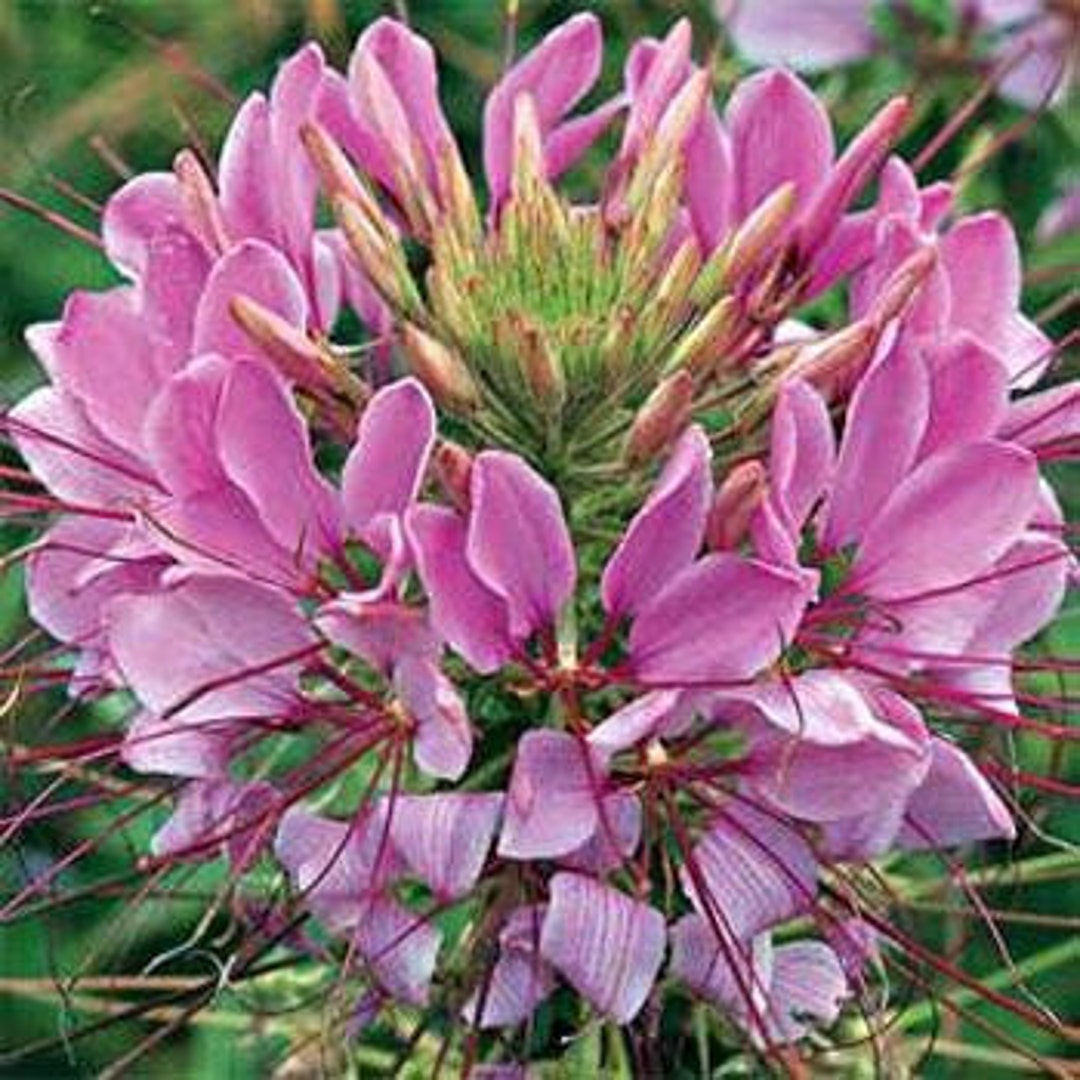 Violet Queen Cleome Flower Seeds/hassleriana /annual 50+ - Etsy