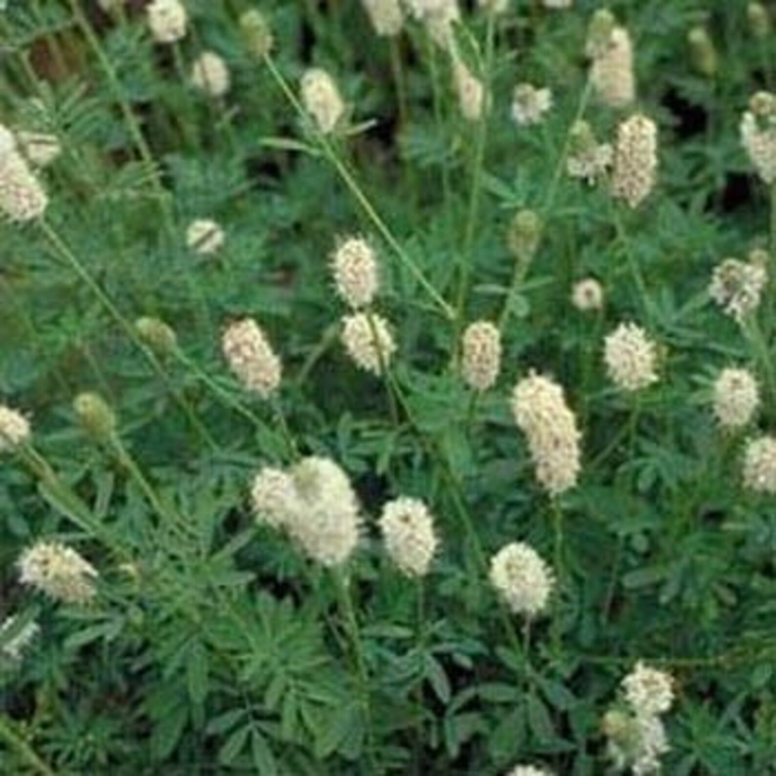 White Prairie Clover Flower Seeds/dalea Candida/perennial 50 - Etsy
