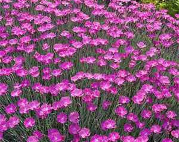 Cheddar Pink Dianthus Flower Seeds/gratianopolitanus/perennial 50+ - Etsy