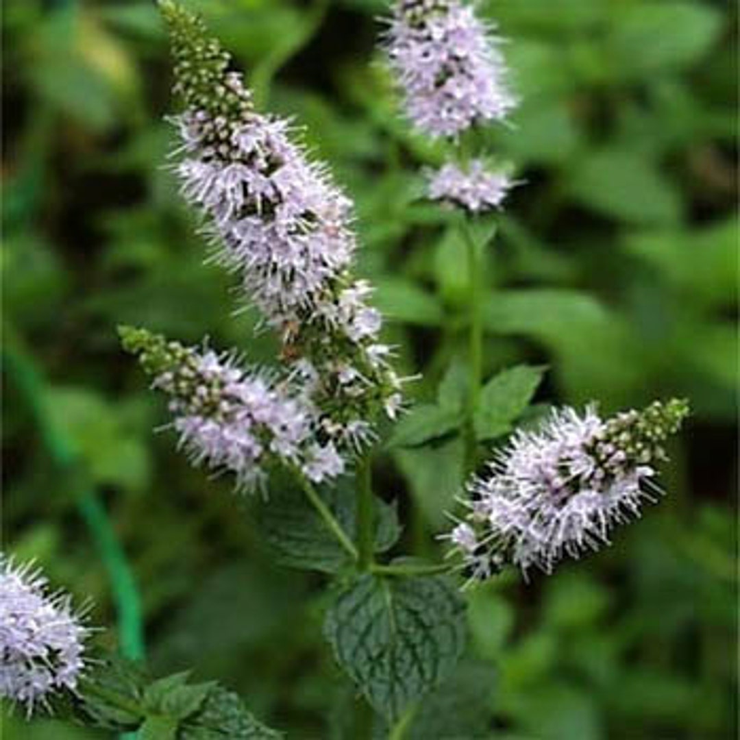 Peppermint Plant Flower