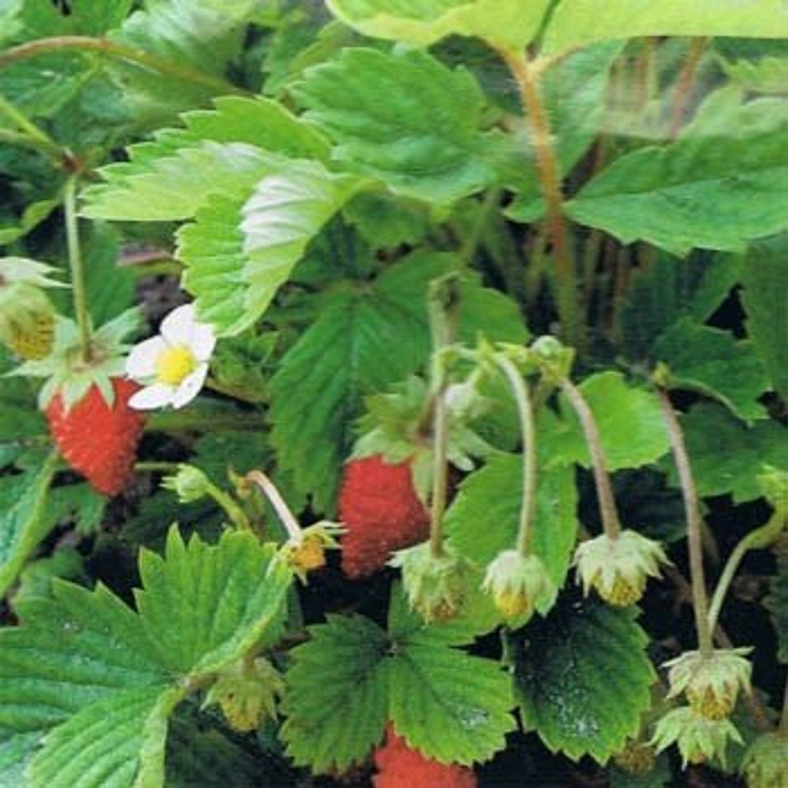 Wild Strawberry Baron Fruit Seeds/fragaria Vesca - Etsy