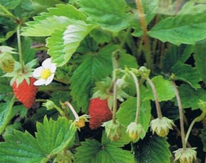 Wild Strawberry Baron Fruit Seeds/fragaria Vesca Solemacher/perennial ...