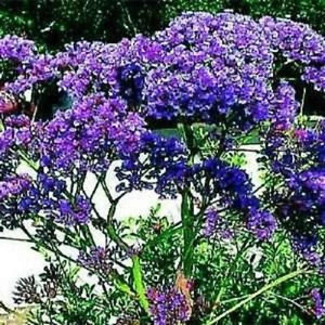 Blue River Statice Flower Seeds/limonium Sinuatum/annual 40+ - Etsy