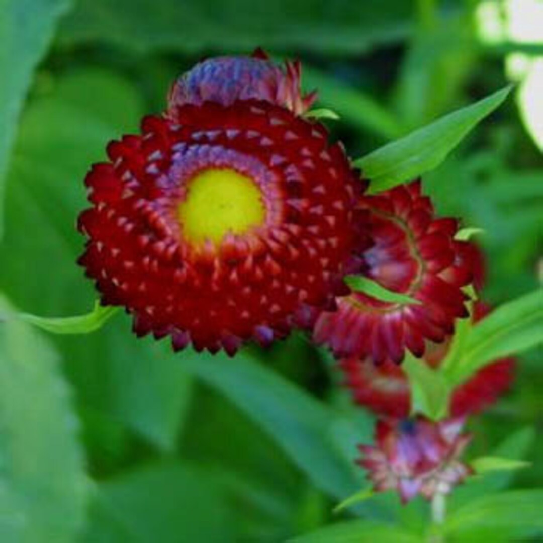 Scarlet Strawflower Flower Seeds/helichrysum Bracteatum/annual 75+ - Etsy