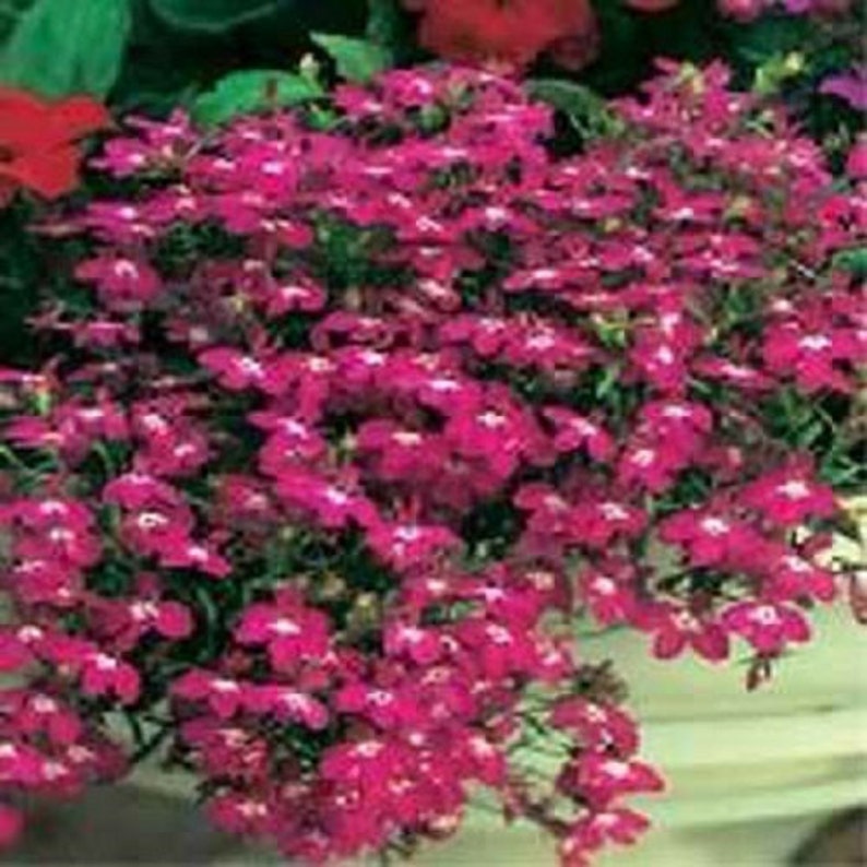 Lobelia Erinus Rosamond Flower Seeds/annual 50 - Etsy Canada