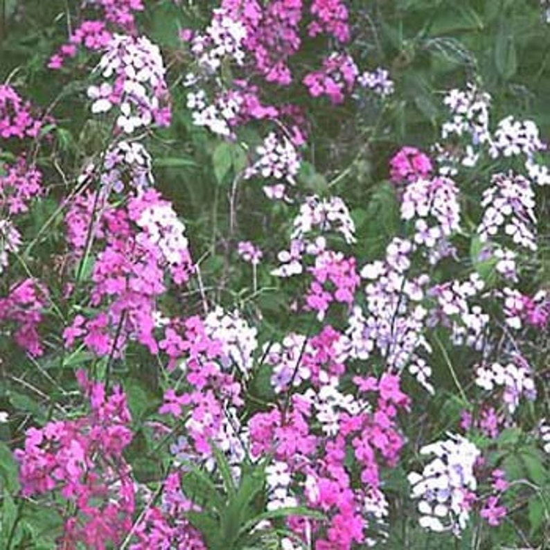 Dame's Rocket Flower Seeds/hesperis Matronalis/perennial | Etsy